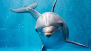 225+ Dolphin Names Ideas for Your Clever Aquatic Friend