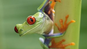 225+ Best Frog Names [Unique, Creative, Cute, Funny & More]