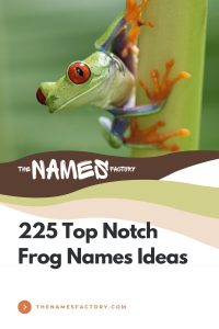 225+ Best Frog Names [Unique, Creative, Cute, Funny & More]