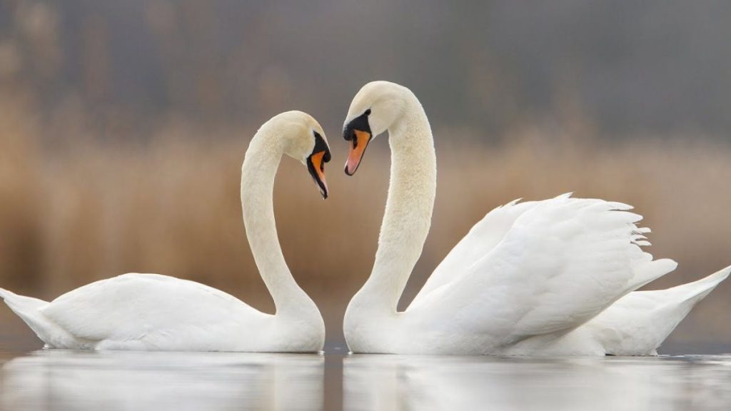 +300 Most Beautiful Swan Names for Your Birds