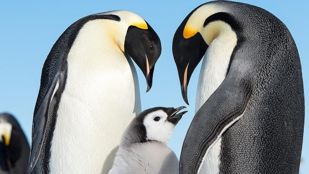 310+ Most Popular Penguin Names Ideas