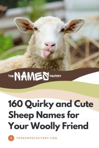 160+ Unique Fun Sheep Names Ideas You Won't Believe!