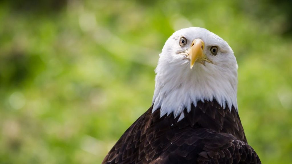 225+ Unique & Cool Eagle Names to Choose