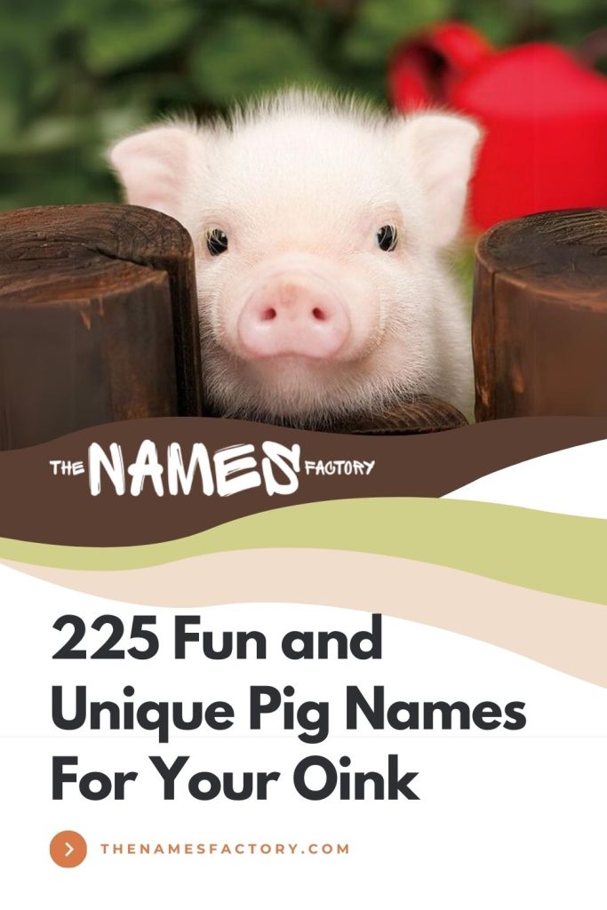 225+ Pig Names To Get Inspired for Your Porcine Pal!