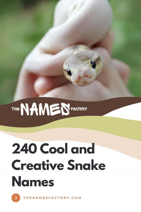 240+ Best Snake Names Ideas with Meanings