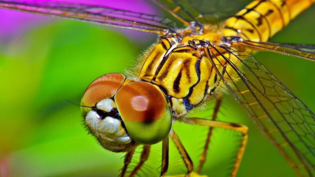 250+ Best Dragonfly Names [Cure, Unique & More]