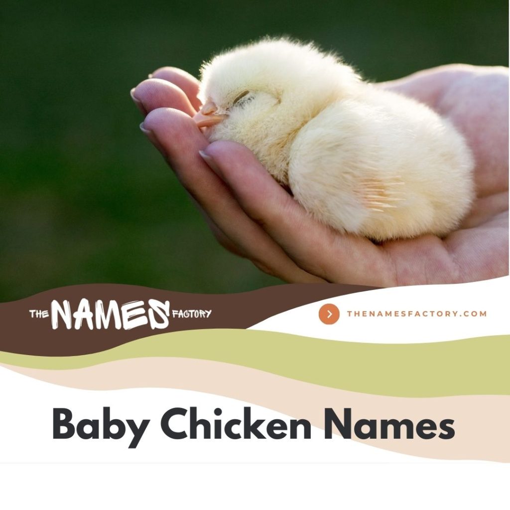 410+ Creative Chicken Names for Your Feathered Friends