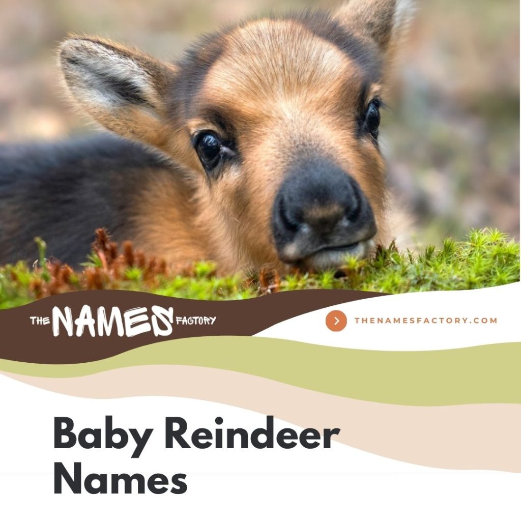 230+ Fun Reindeer Names - Perfect for the Holidays!