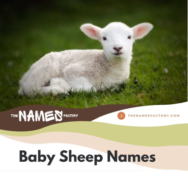 160+ Unique Fun Sheep Names Ideas You Won't Believe!