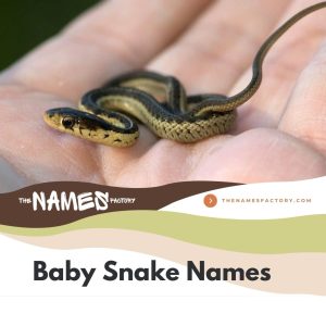 240+ Best Snake Names Ideas with Meanings