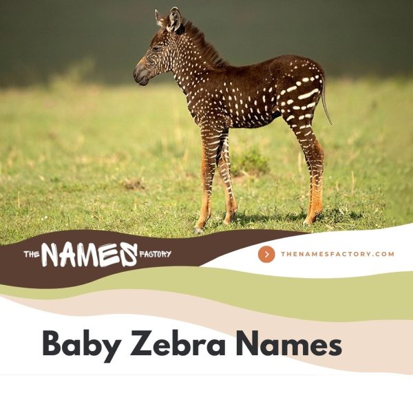290 Quirky Zebra Names Ideas For Your Striped Friends 290 Quirky Zebra Names Ideas For Your Striped Friends