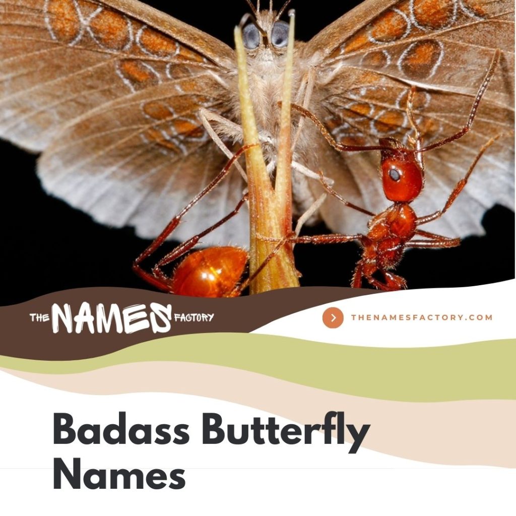 150+ Unique Butterfly Names to Discover