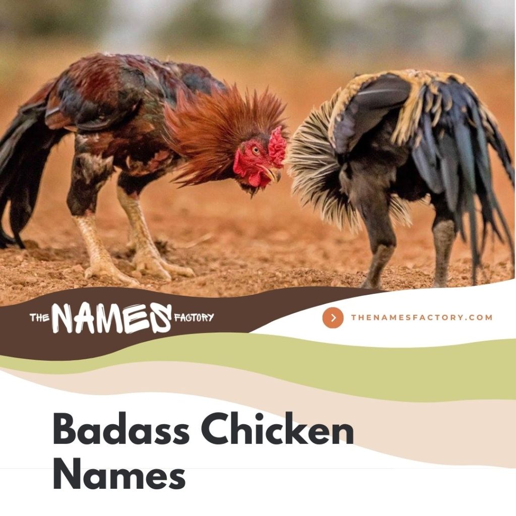 410+ Creative Chicken Names for Your Feathered Friends