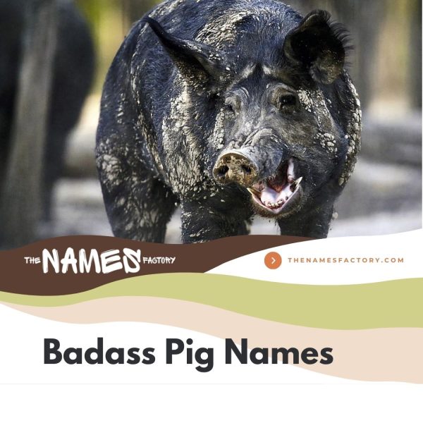 225+ Pig Names To Get Inspired for Your Porcine Pal!