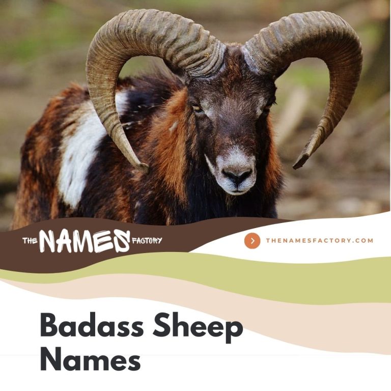 160+ Unique Fun Sheep Names Ideas You Won't Believe!