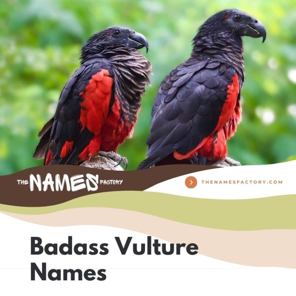 150+ Amazing Vulture Names for Your Scavenger Friend