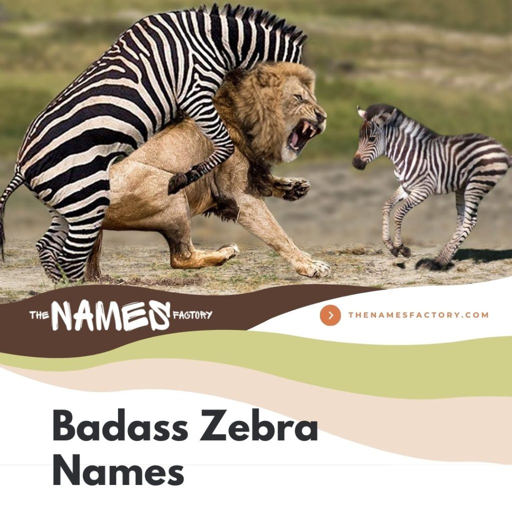 290+ Quirky Zebra Names Ideas for Your Striped Friends