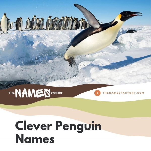 310+ Most Popular Penguin Names Ideas