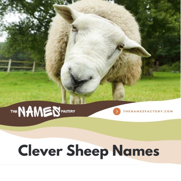 160+ Unique Fun Sheep Names Ideas You Won't Believe!