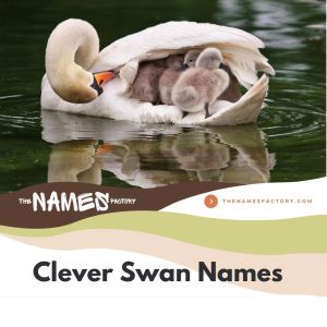 +300 Most Beautiful Swan Names for Your Birds