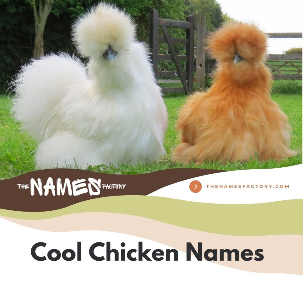 410+ Creative Chicken Names for Your Feathered Friends