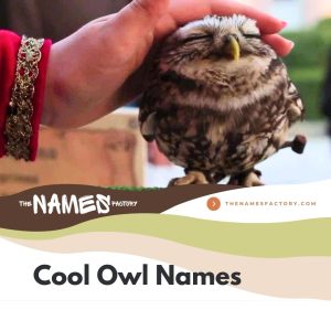 300+ Unique Owl Names Ideas for Naming Your Owl