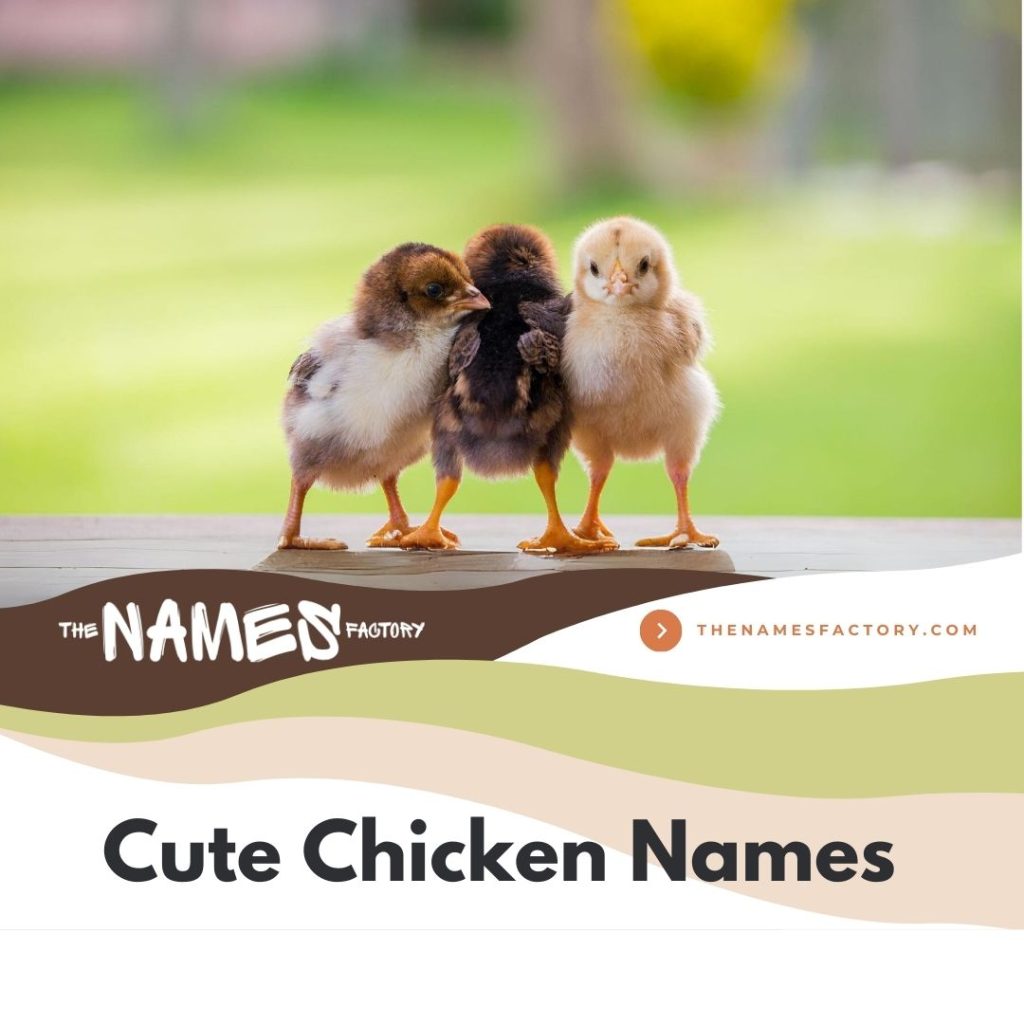 410+ Creative Chicken Names for Your Feathered Friends