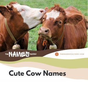 330+ Perfect Cow Names for Your Bovines