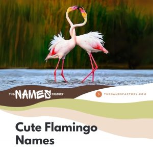 300+ Fantastic Flamingo Names Ideas for Your Lovely Bird