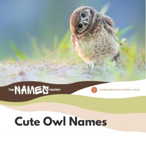 300+ Unique Owl Names Ideas for Naming Your Owl
