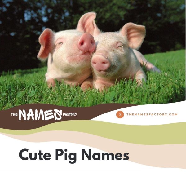 225+ Pig Names To Get Inspired for Your Porcine Pal!
