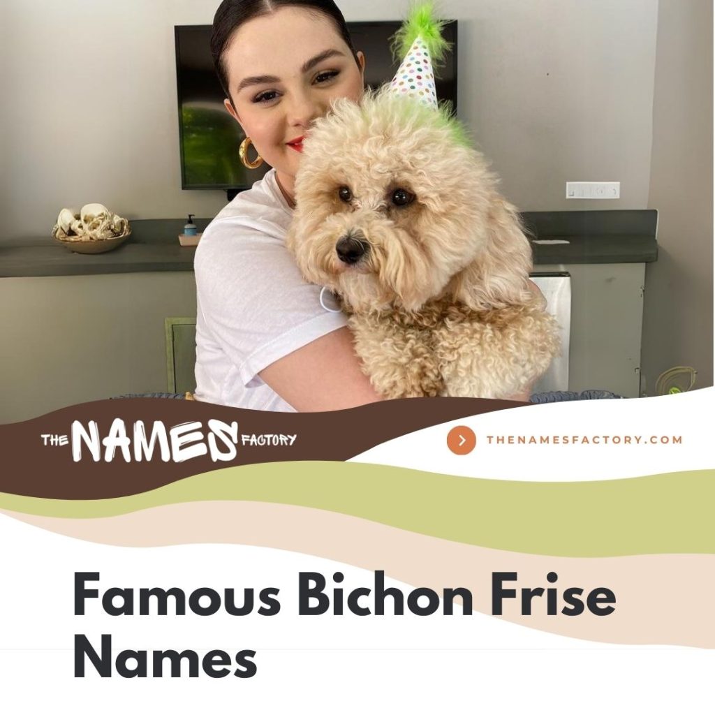 225+ Perfect Bichon Frise Names [Cute, Funny & More!]