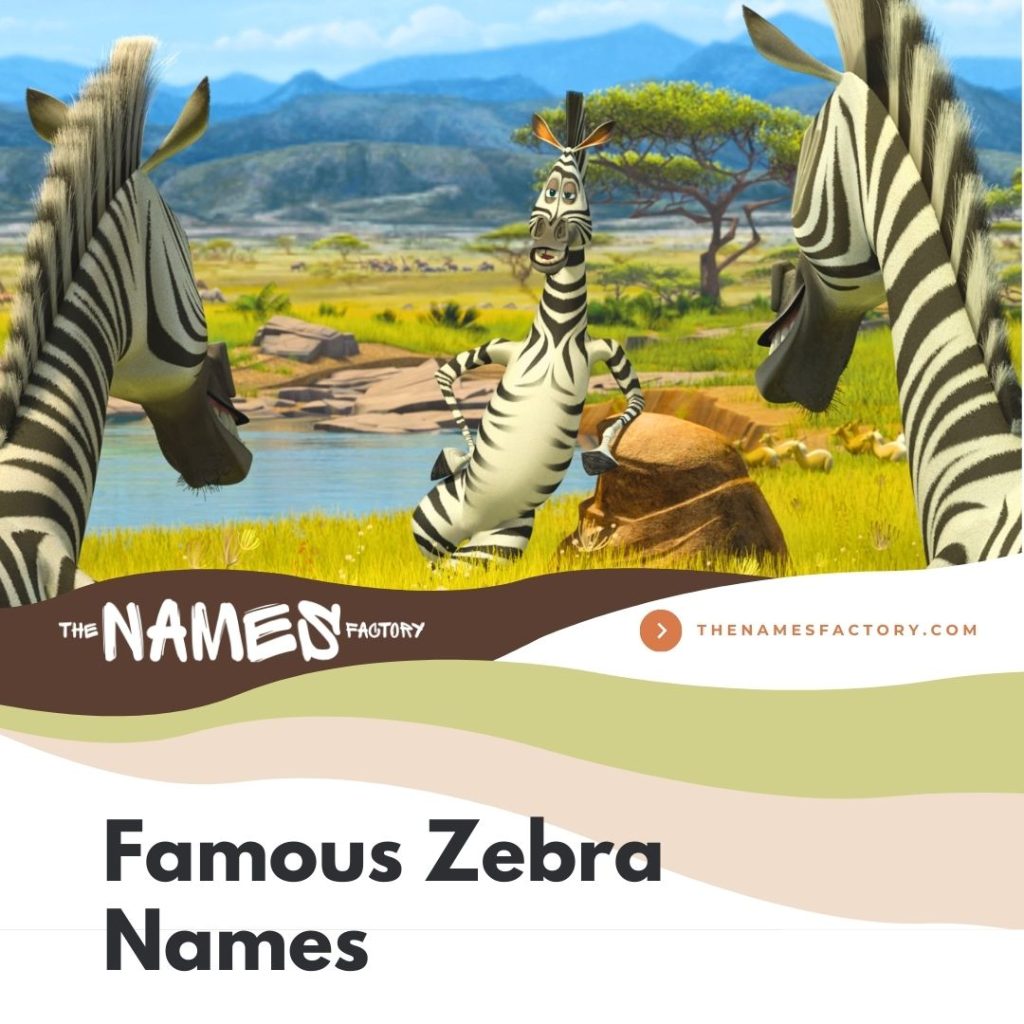 290+ Quirky Zebra Names Ideas for Your Striped Friends