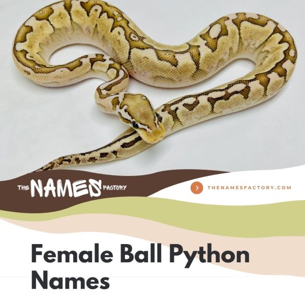 340 Unique Ball Python Names To Get Inspired Now 6698