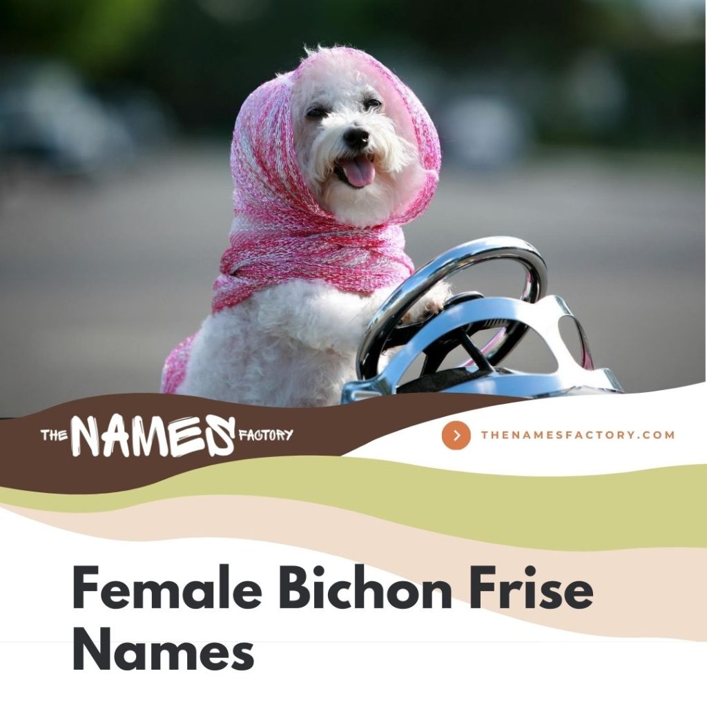 225+ Perfect Bichon Frise Names [Cute, Funny & More!]