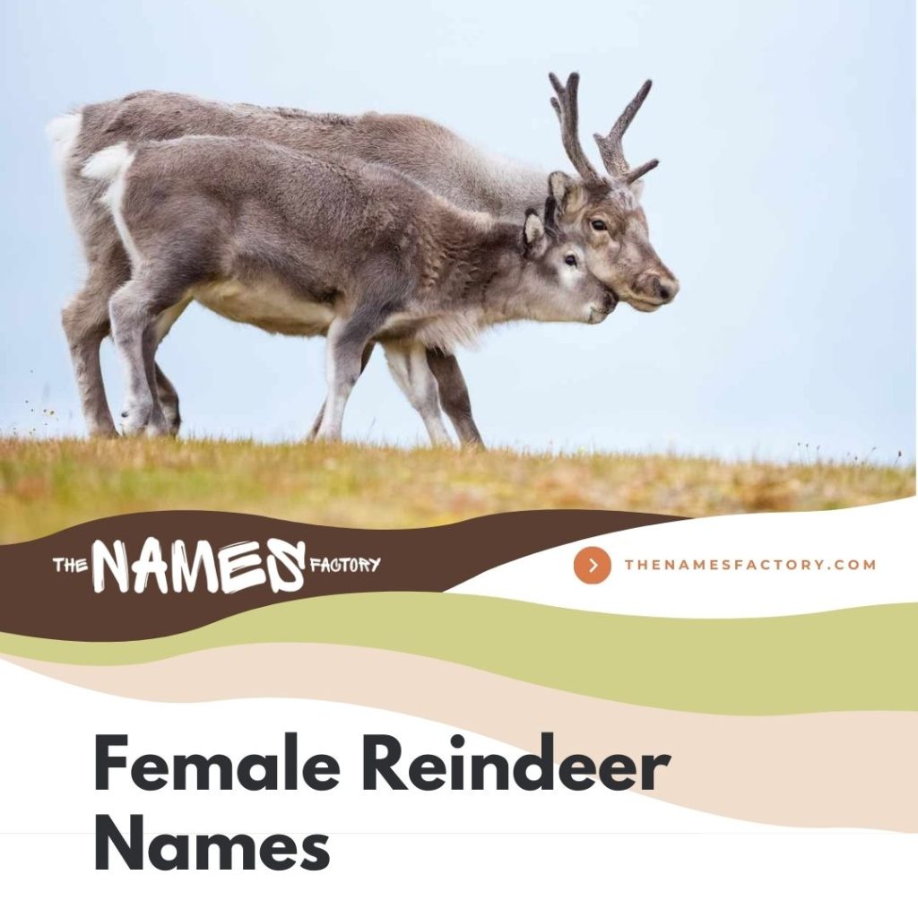 230+ Fun Reindeer Names - Perfect for the Holidays!