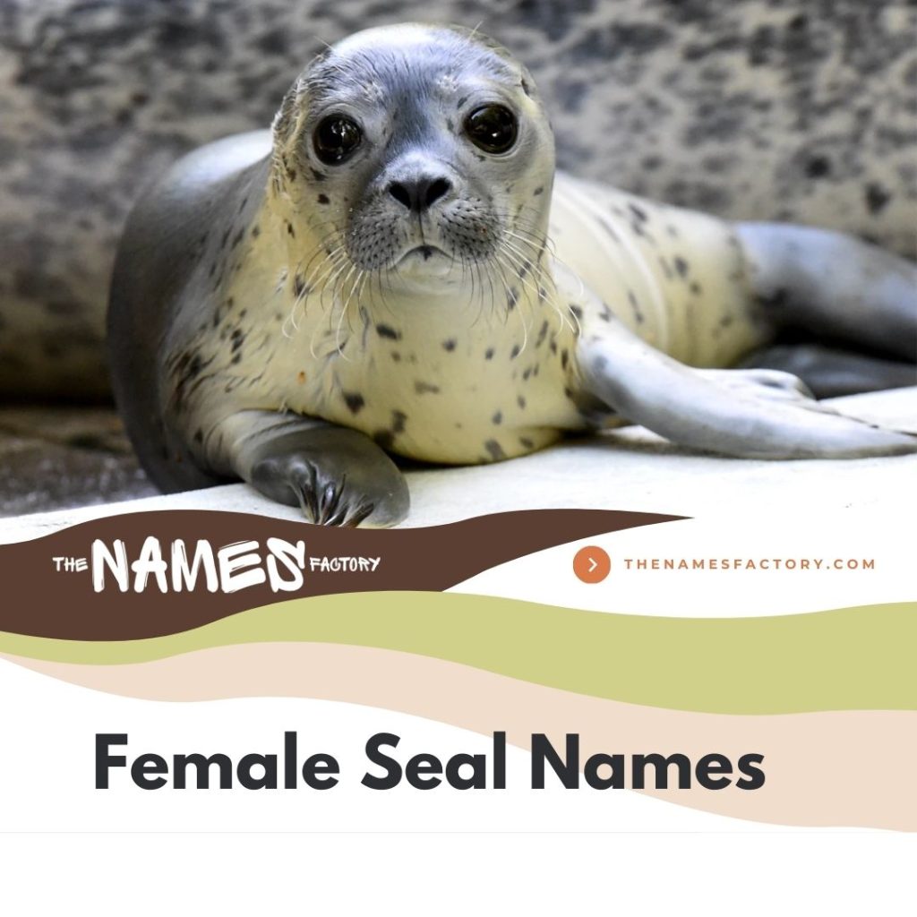 200+ Cute & Funny Seal Names Ideas with Meanings
