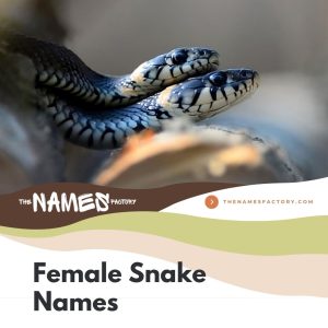 240+ Best Snake Names Ideas with Meanings