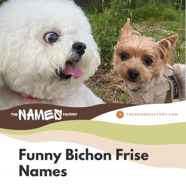225+ Perfect Bichon Frise Names [Cute, Funny & More!]