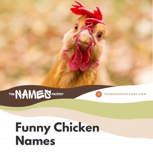 410+ Creative Chicken Names for Your Feathered Friends
