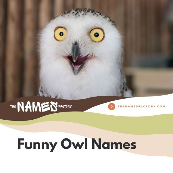300+ Unique Owl Names Ideas for Naming Your Owl