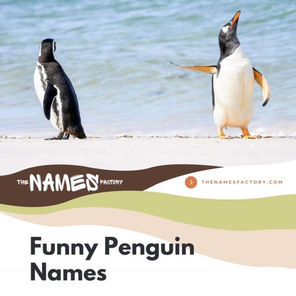 310+ Most Popular Penguin Names Ideas