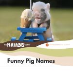 225+ Pig Names To Get Inspired for Your Porcine Pal!