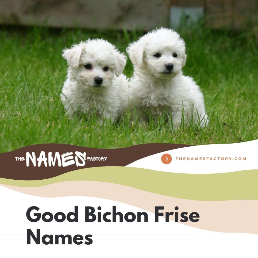 225 Perfect Bichon Frise Names Cute Funny More 