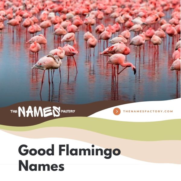 300+ Fantastic Flamingo Names Ideas for Your Lovely Bird
