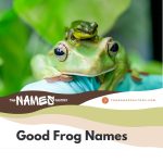 225+ Best Frog Names [Unique, Creative, Cute, Funny & More]