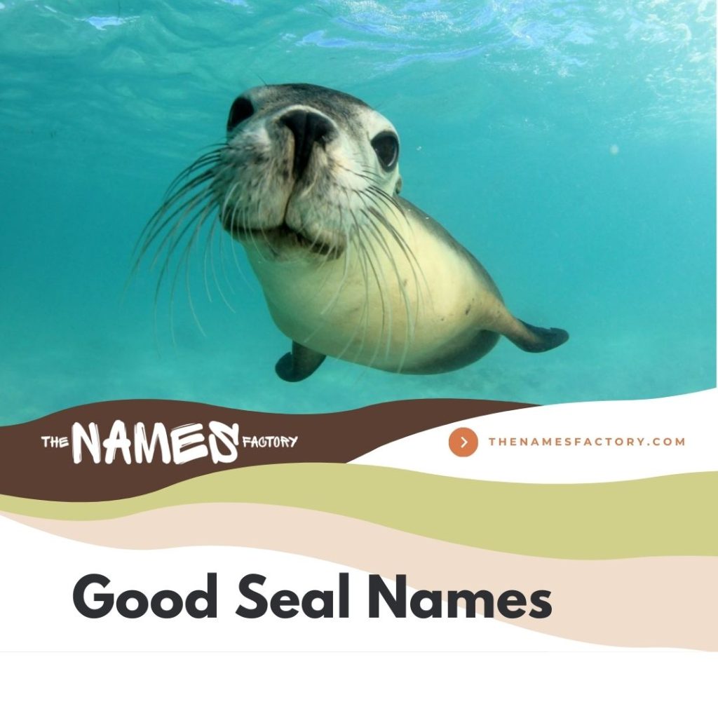 200+ Cute & Funny Seal Names Ideas with Meanings