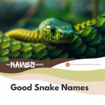 240+ Best Snake Names Ideas with Meanings