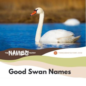 +300 Most Beautiful Swan Names for Your Birds