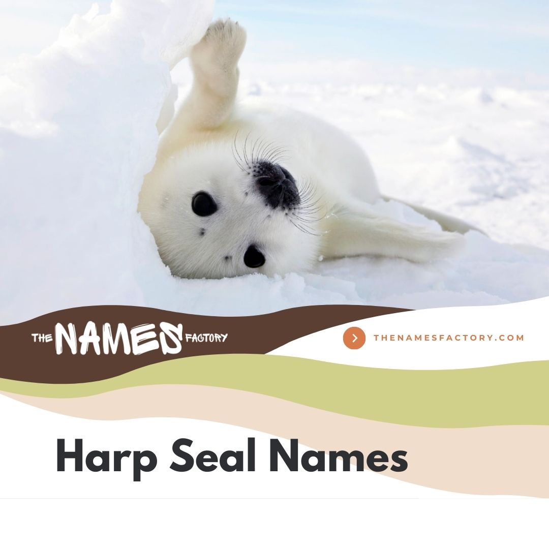 200+ Cute & Funny Seal Names Ideas with Meanings